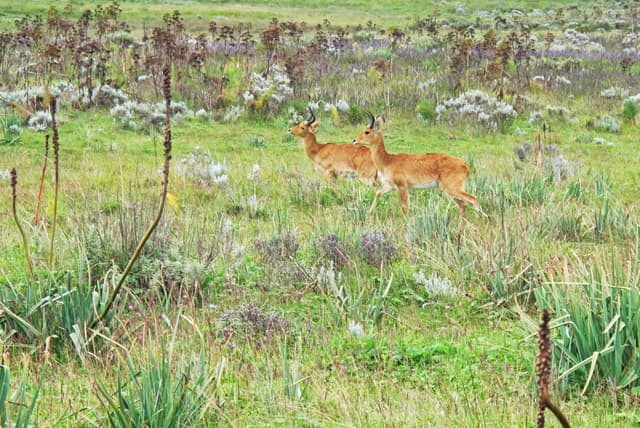 Ethiopia Wildlife Tours | Sawla Tours